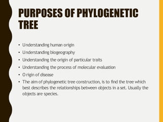 BTC 506 Phylogenetic Tree.pptx | Biological Sciences | Science