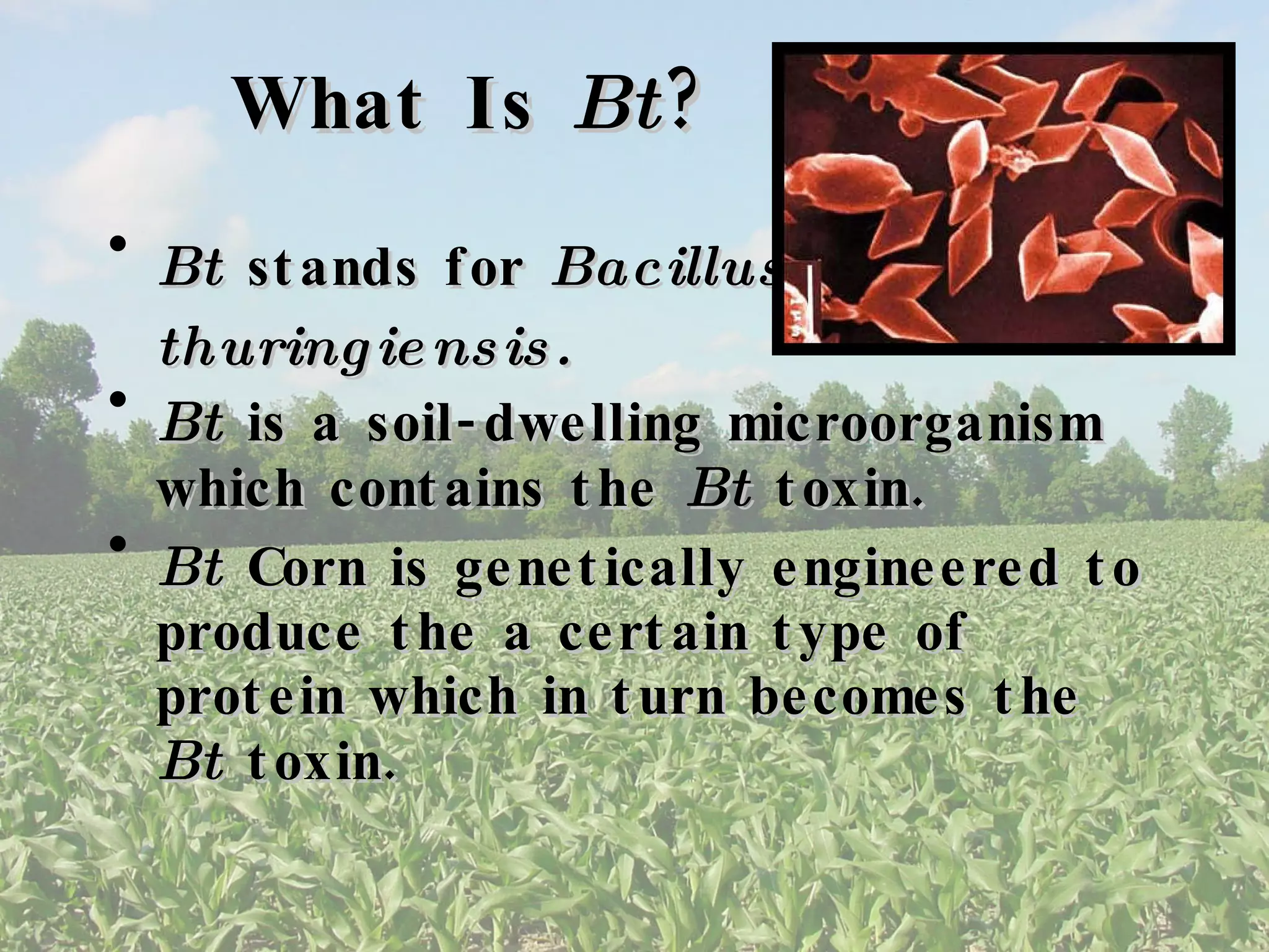 Bt Corn | PPT