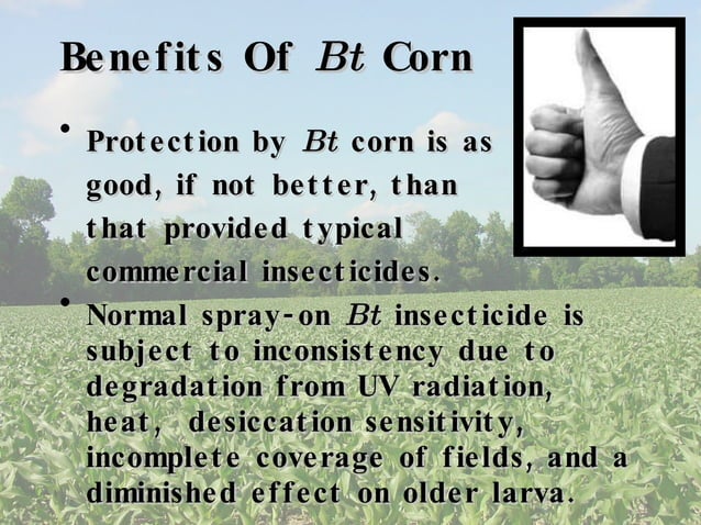 Bt Corn | PPT
