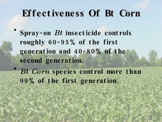 Bt Corn | PPT