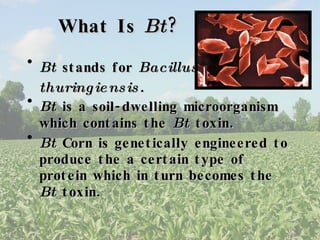 Bt Corn | PPT