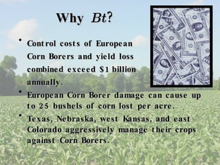 Bt Corn | PPT