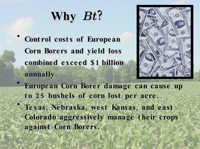 Bt Corn | PPT | Agriculture | Industries