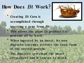 Bt Corn | PPT