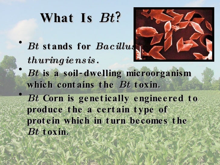 Bt Corn