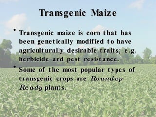 Bt Corn | PPT