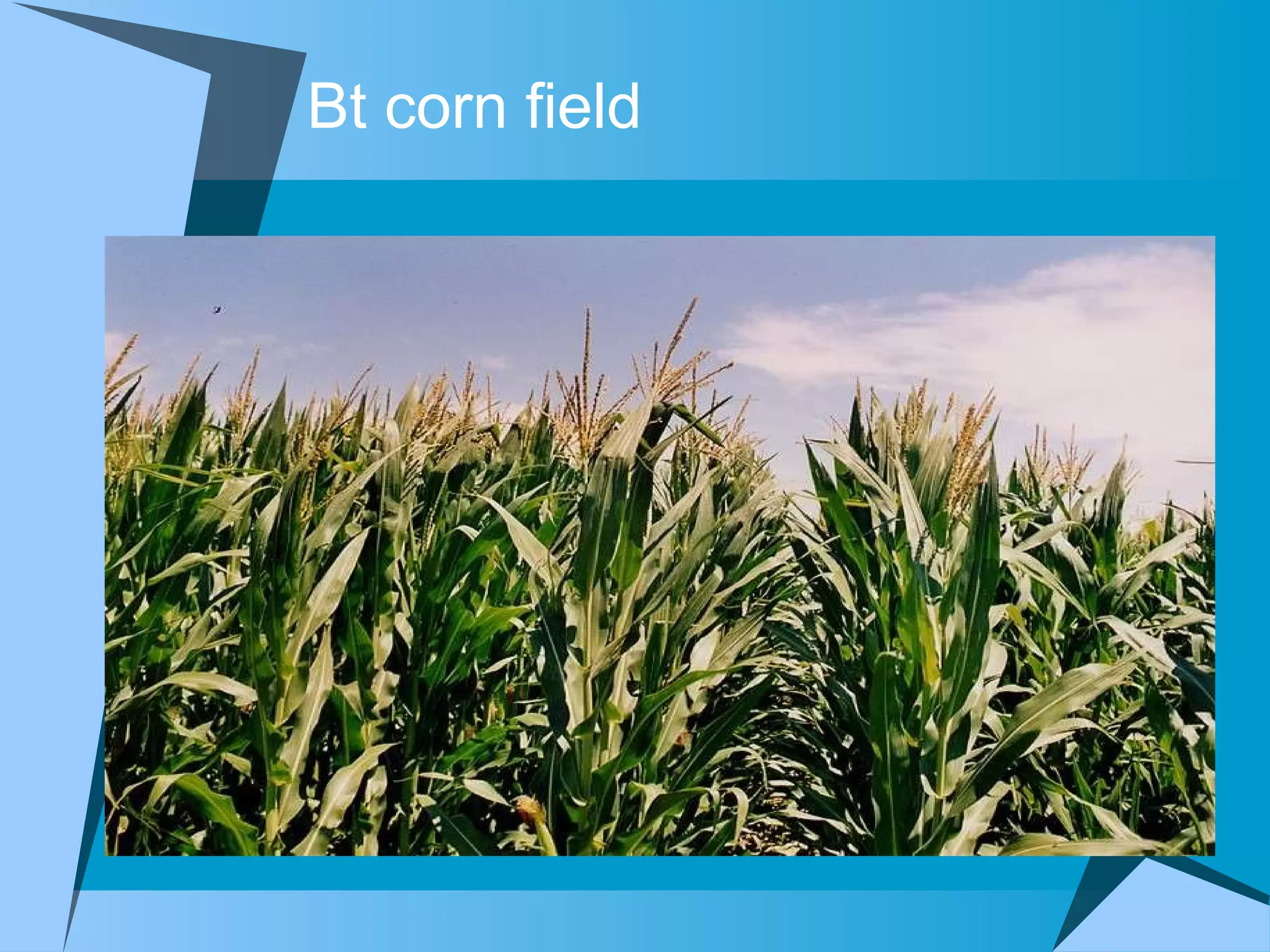 Bt corn | PPT