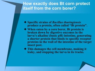 Bt corn | PPT