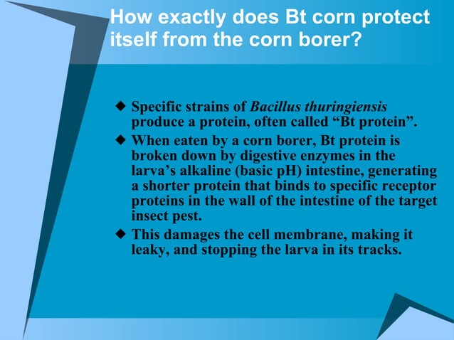 Bt corn | PPT | Agriculture | Industries