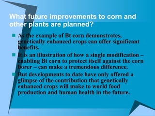 Bt corn | PPT