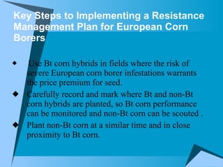 Bt corn | PPT