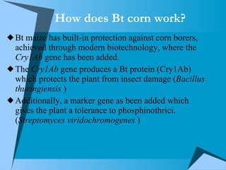 Bt corn | PPT