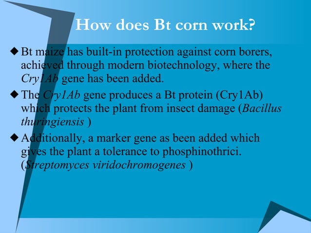 Bt corn | PPT | Agriculture | Industries
