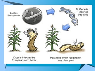 Bt corn | PPT