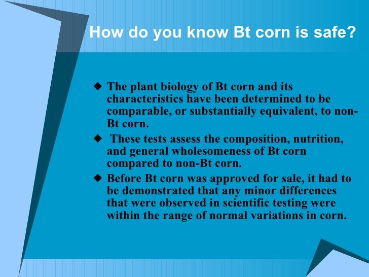 Bt corn