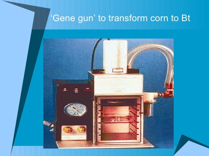Bt corn