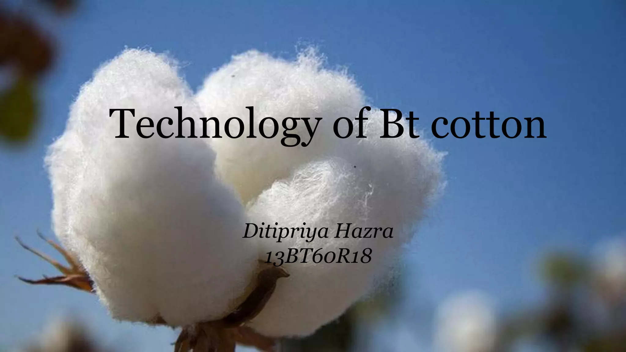 Bt cotton | PPTX