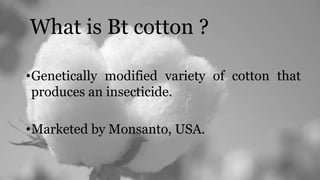 Bt cotton | PPTX
