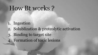 Bt cotton | PPTX