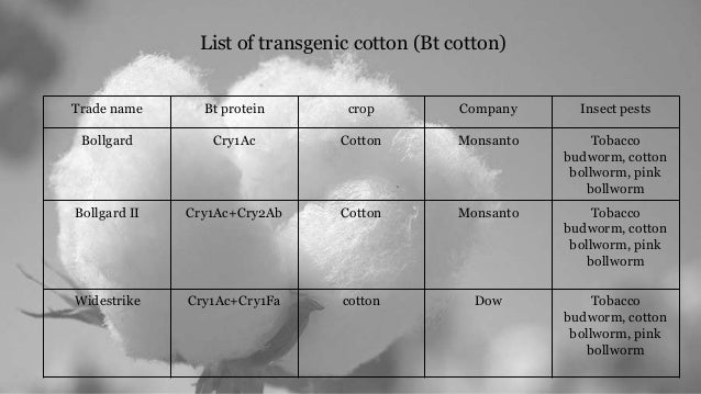 Bt cotton