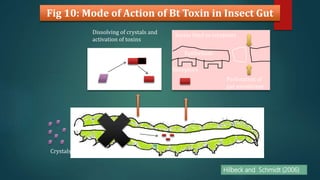 Bt cotton | PPTX