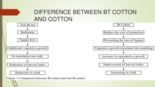 Bt cotton