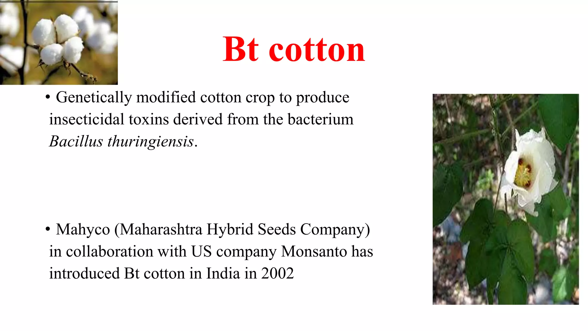 Bt cotton | PPTX
