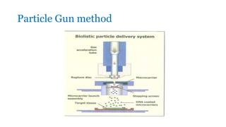 Bt cotton | PPTX | Agriculture | Industries