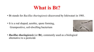 Bt cotton | PPTX