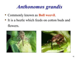 Bt cotton, insect resistant plant | PPT