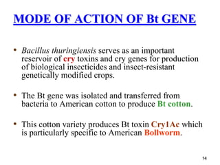 Bt cotton, insect resistant plant | PPT