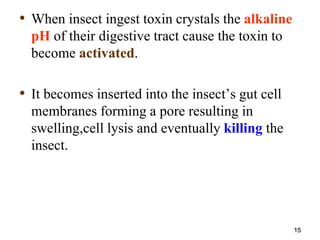 Bt cotton, insect resistant plant | PPT