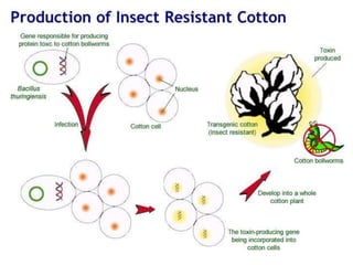 Bt cotton, insect resistant plant | PPT