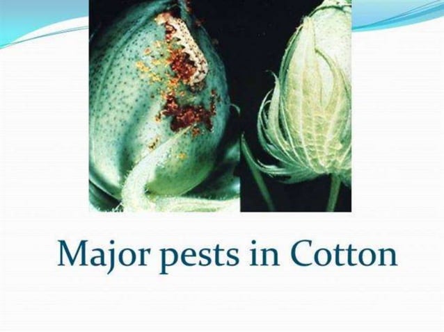 Bt cotton, insect resistant plant | PPT