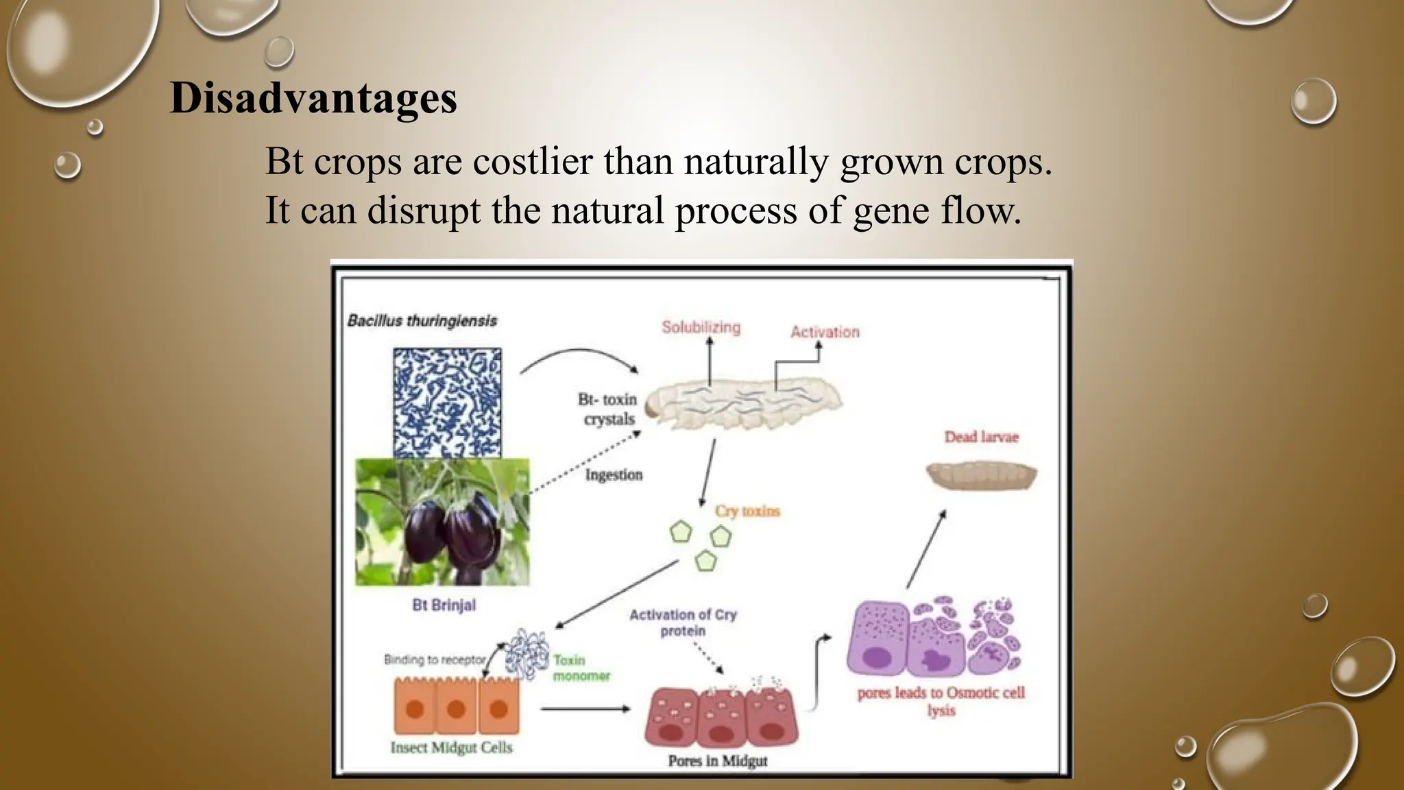 Bt cotton introduction production of bt. | PPTX
