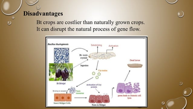 Bt cotton introduction production of bt. | PPT
