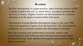 Bt cotton introduction production of bt. | PPT