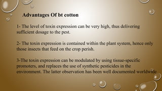 Bt cotton introduction production of bt. | PPTX
