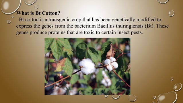Bt cotton introduction production of bt. | PPT