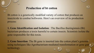 Bt cotton introduction production of bt. | PPT