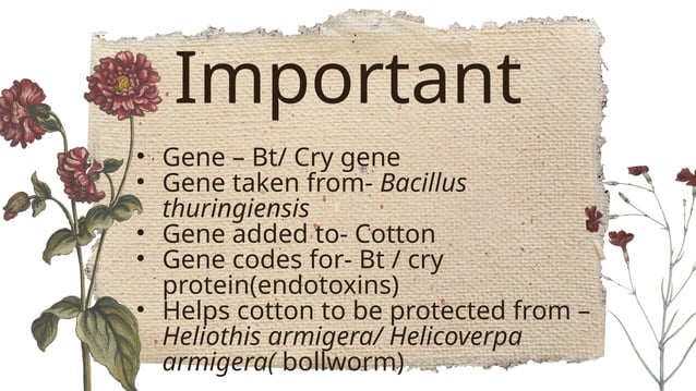 Bt Cotton / advantages/ disadvantages/gene construct/mechanism.pptx