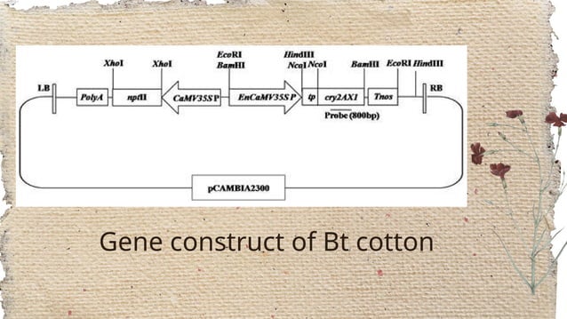 Bt Cotton / advantages/ disadvantages/gene construct/mechanism.pptx
