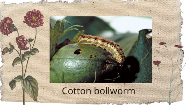 Bt Cotton / advantages/ disadvantages/gene construct/mechanism.pptx