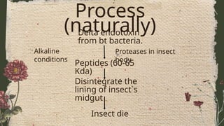 Bt Cotton / advantages/ disadvantages/gene construct/mechanism.pptx