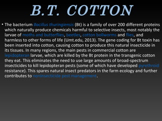 Bt cotton by utkarsh | PPT