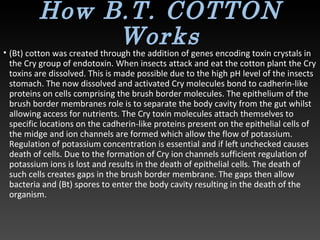 Bt cotton by utkarsh | PPT