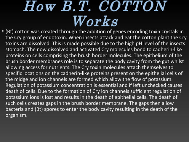 Bt cotton by utkarsh | PPT