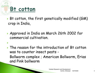 Bt cotton in india and regulatory regime | PPTX