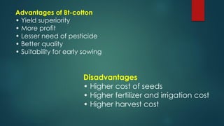 Bt Cotton Development Stages | PDF
