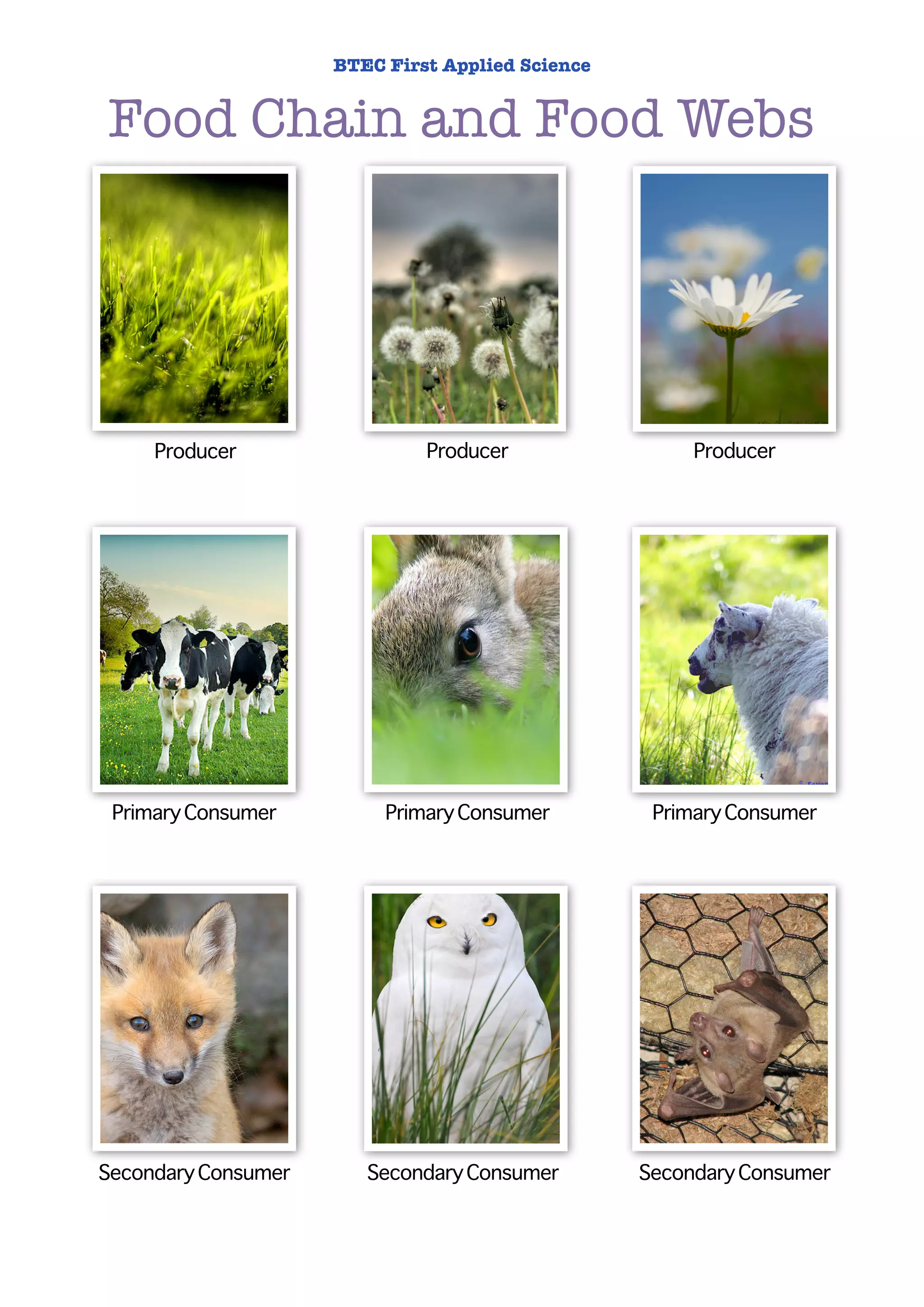 Btec First Food Chains And Webs | PDF